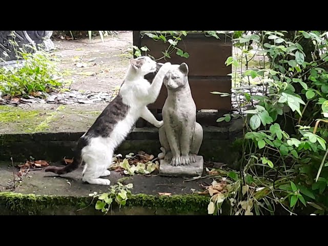Cat vs Cat Statues – iTV.ie