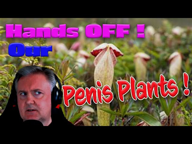 Hands off our Penis Plants ! – iTV.ie