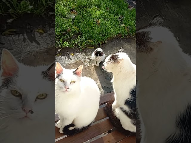 Cat family… #cat – iTV.ie