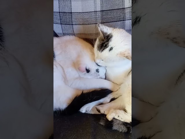 Cats grooming each other #cat – iTV.ie