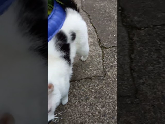 Gretel the Cat #cat – iTV.ie