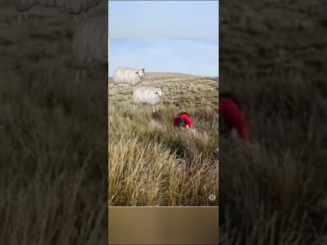 Loopy the sheep saver – iTV.ie